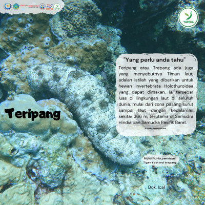 Teripang,Yang perlu anda tahu 1 - Rumah Yapeka